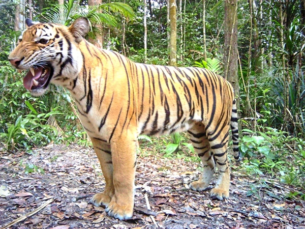 Making sure the Malayan tiger keeps burning bright > WCS Malaysia