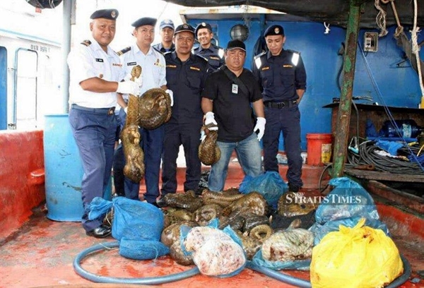 Zero wildlife poaching last year, says Perhilitan > WCS Malaysia