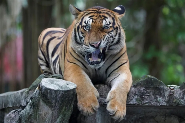 Malaysia: Is there still a chance to save the Malayan tiger? > WCS Malaysia