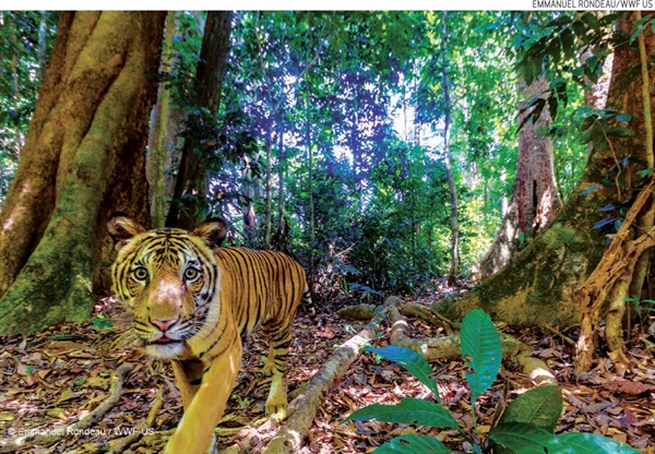 Bringing back the roar: A decade of tiger conservation lessons > WCS ...