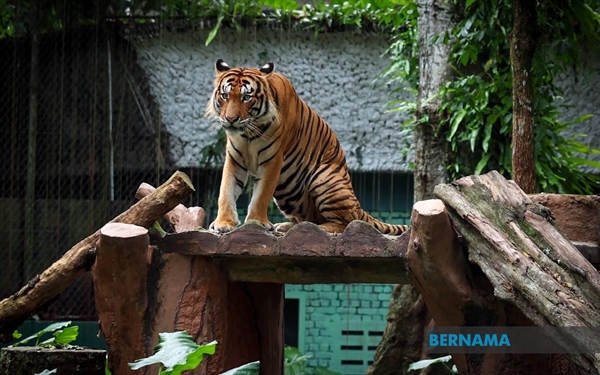 Poached Tiger Casts A Dark Shadow On Malaysia Day > WCS Malaysia