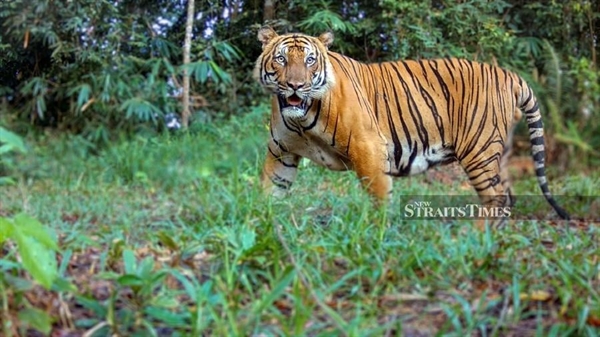 Malayan tigers: Struggle for survival > WCS Malaysia